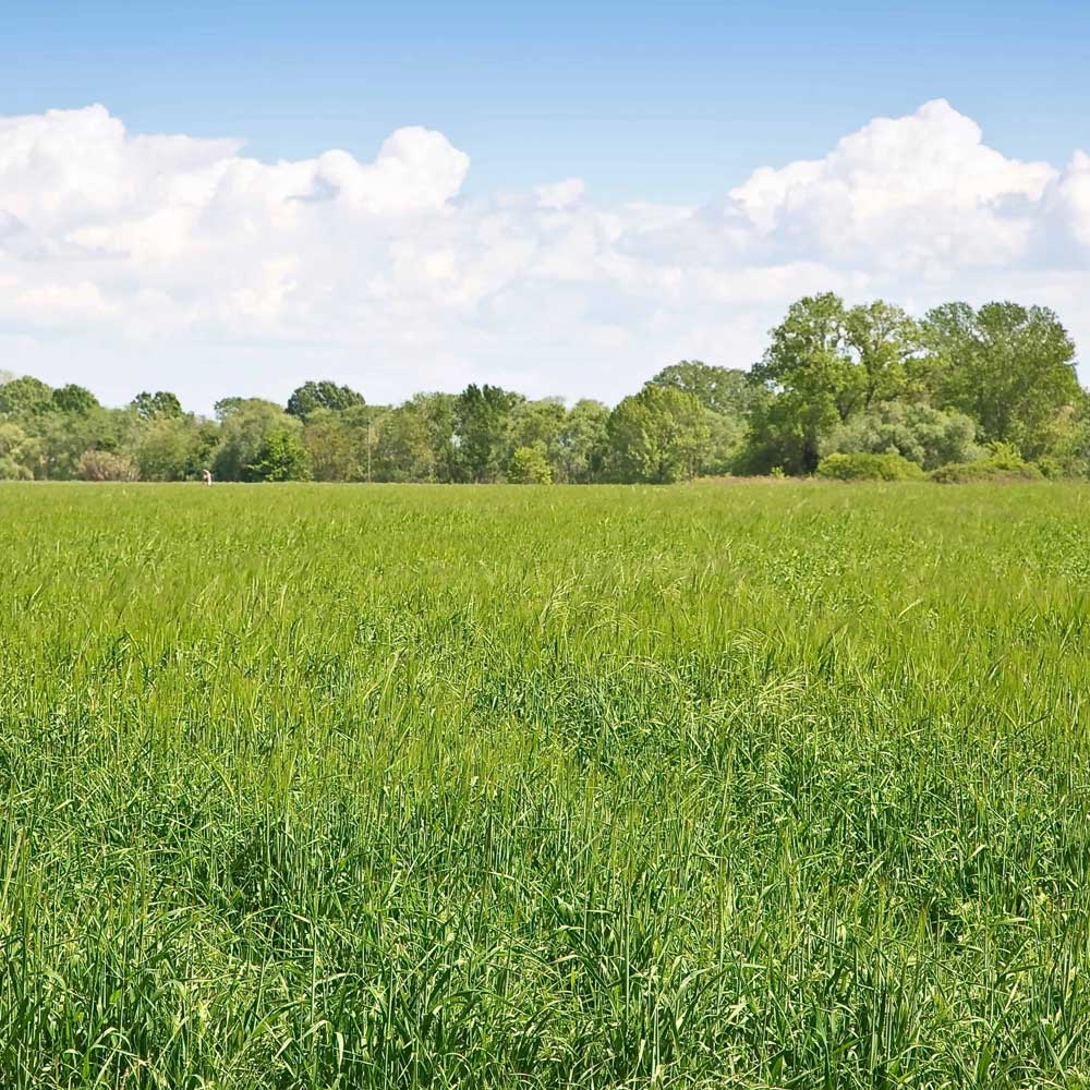 Land Insurance in North Carolina | Laurie Insurance Group